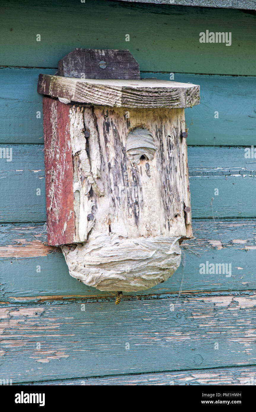 Wasp nest that has been built inside a Bird Box on shed. Showing ...