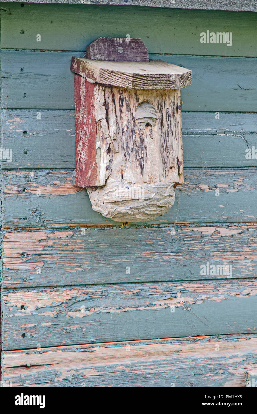Wasp nest shed hi-res stock photography and images - Alamy