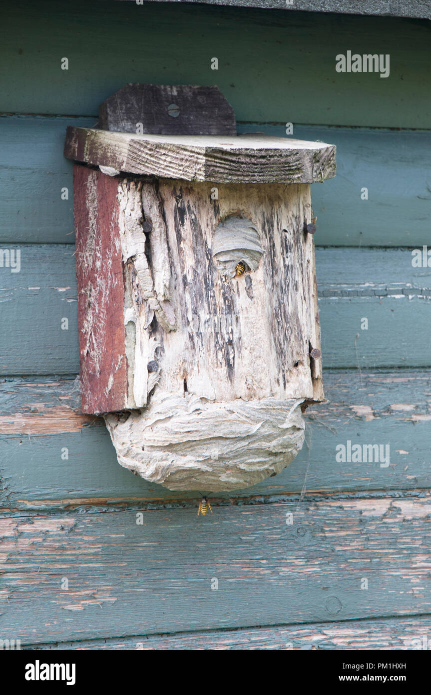 Wasp nest that has been built inside a Bird Box on shed. Showing ...