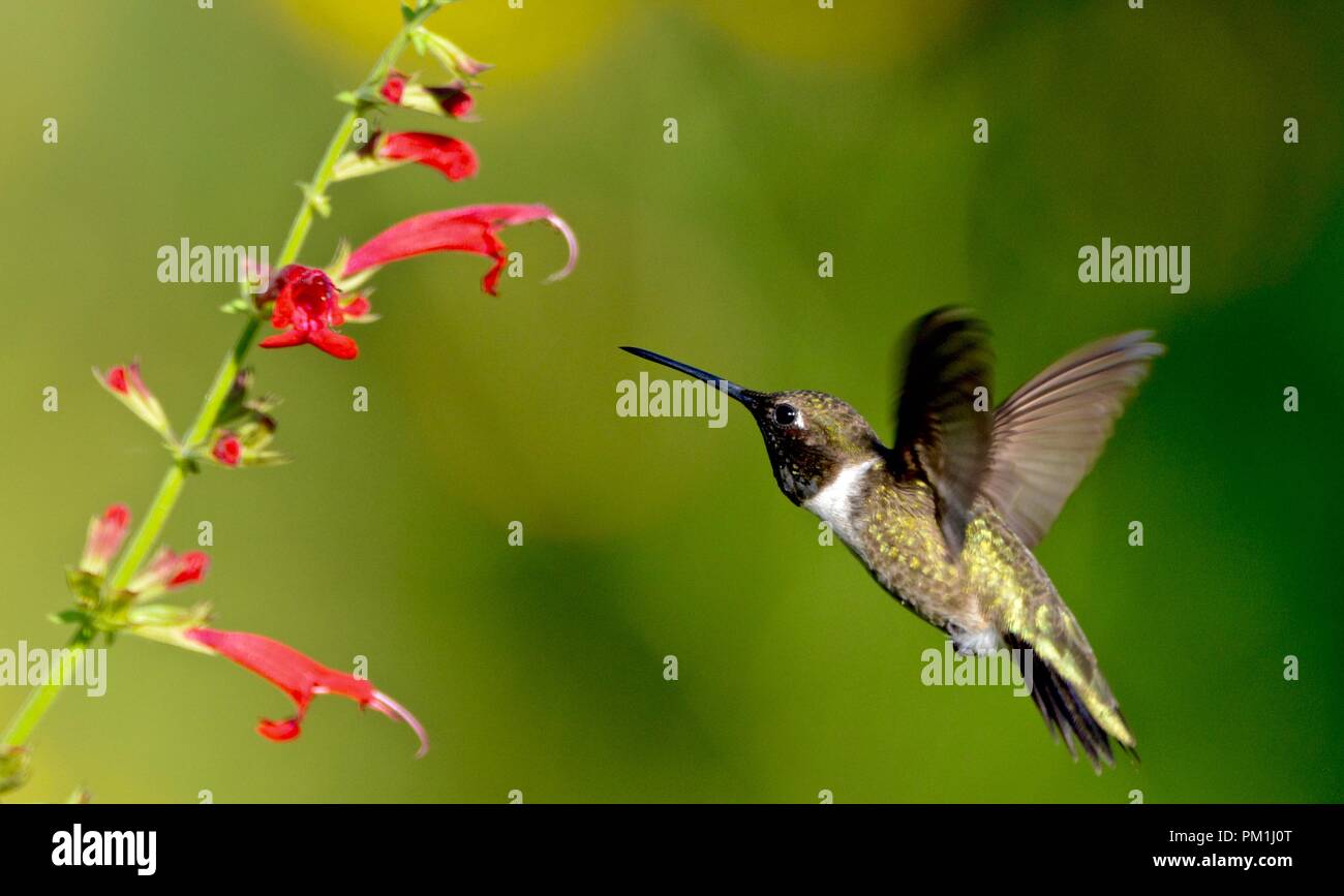 green hummingbird flying near red flower Stock Photo - Alamy