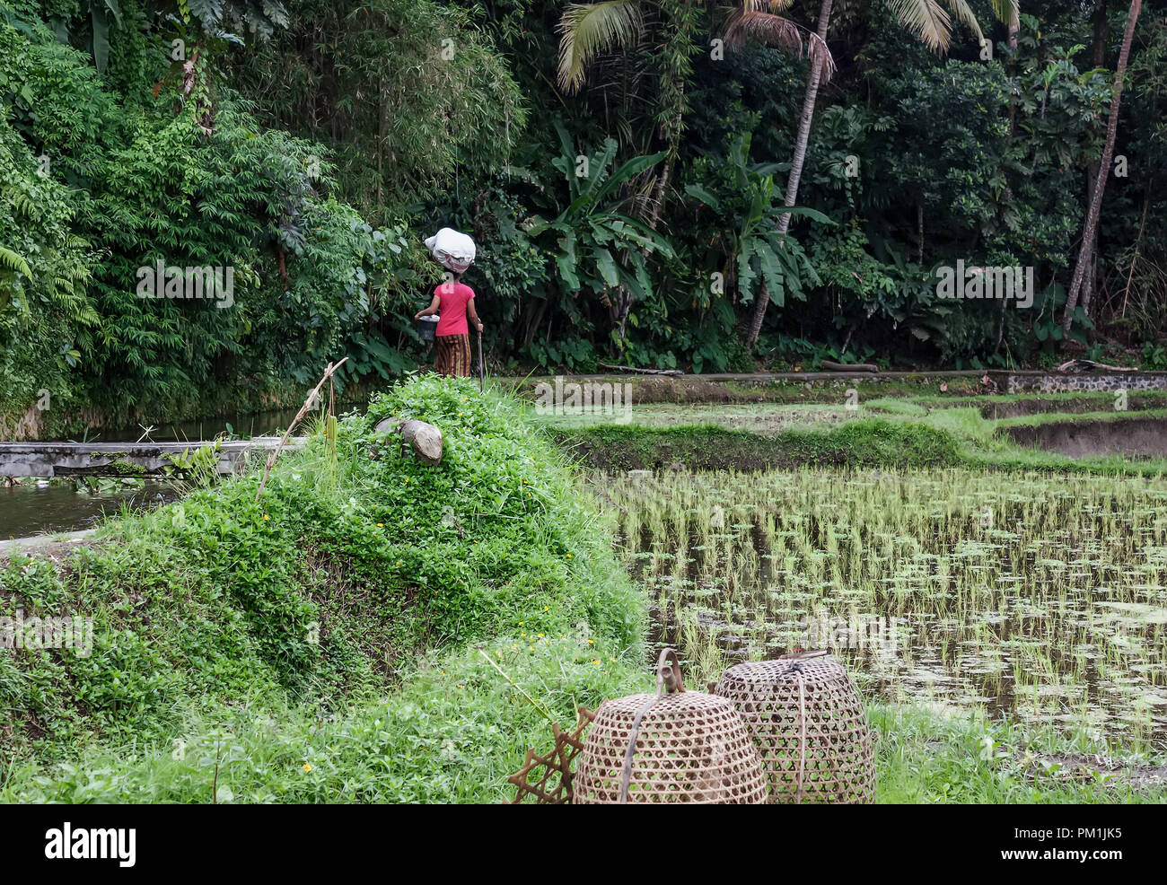 Walking in bali rice field hi-res stock photography and images - Alamy