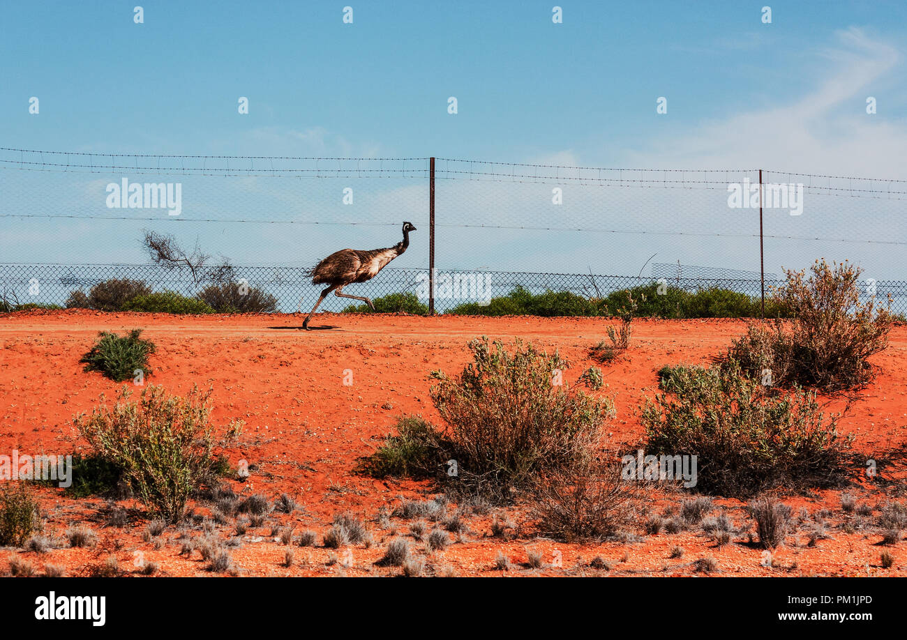 Emu in Outback Australia off road Stock Photo - Alamy
