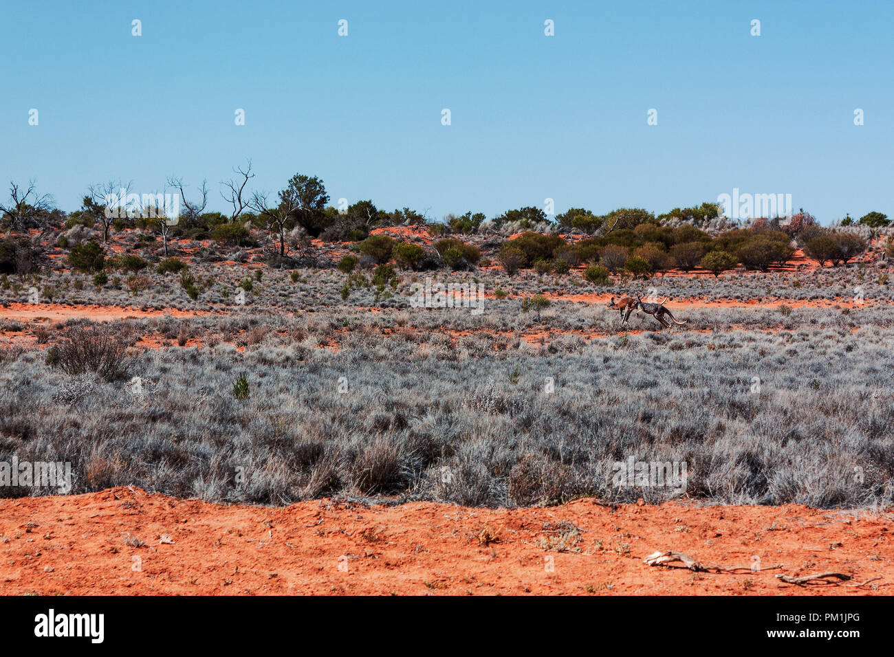 Kangaroo in Outback Australia off road Stock Photo - Alamy