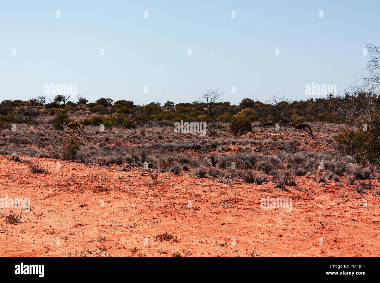 Kangaroo in Outback Australia off road Stock Photo - Alamy