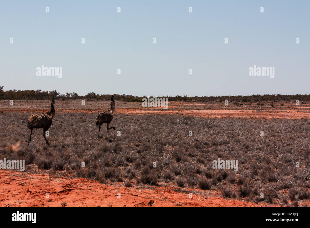 Running Emu in Outback Australia off road Stock Photo - Alamy