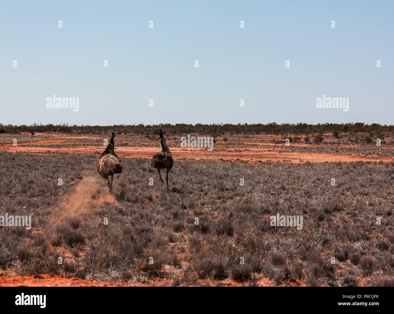 Running Emu in Outback Australia off road Stock Photo - Alamy