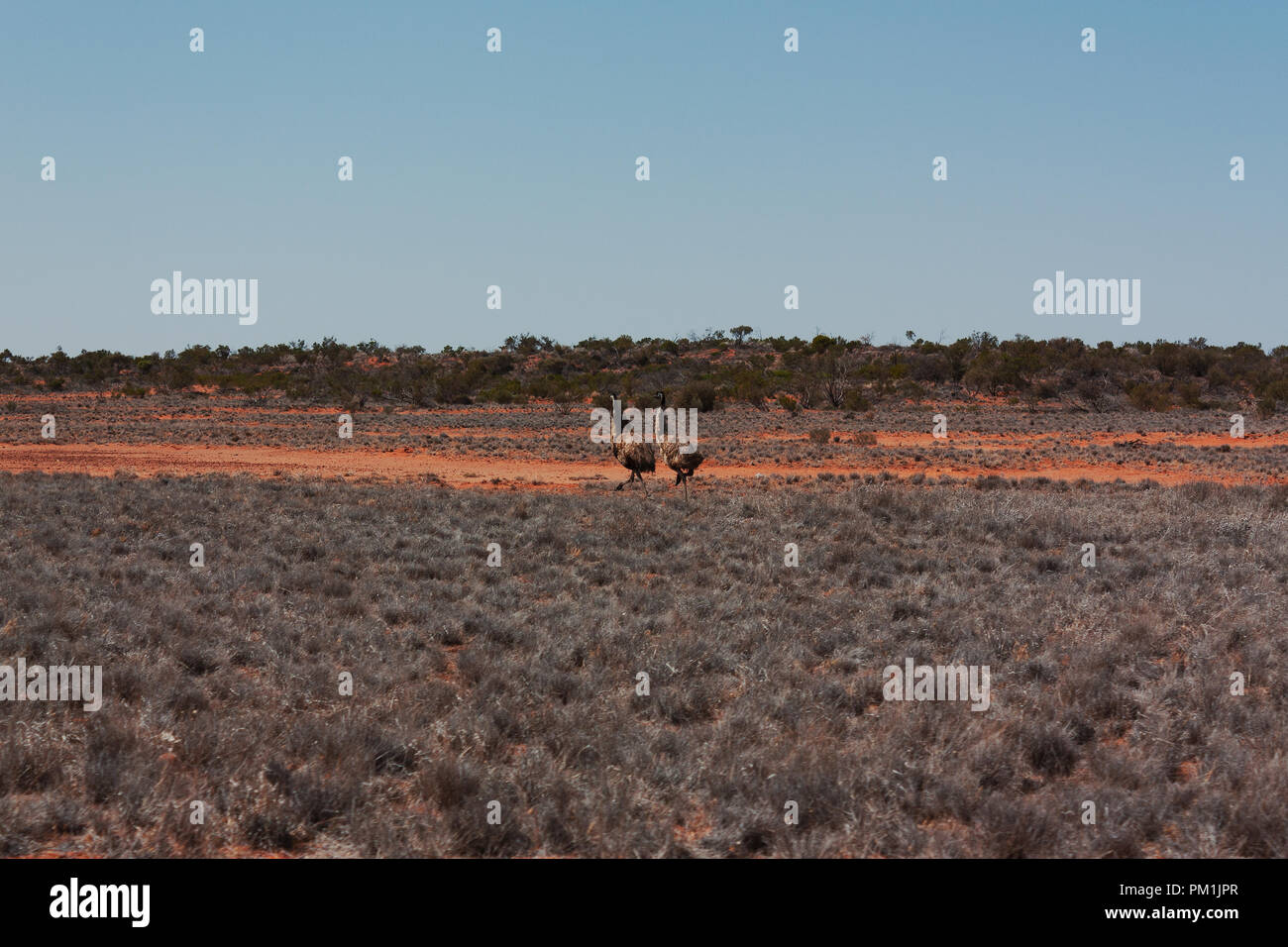 Running emu hi-res stock photography and images - Alamy
