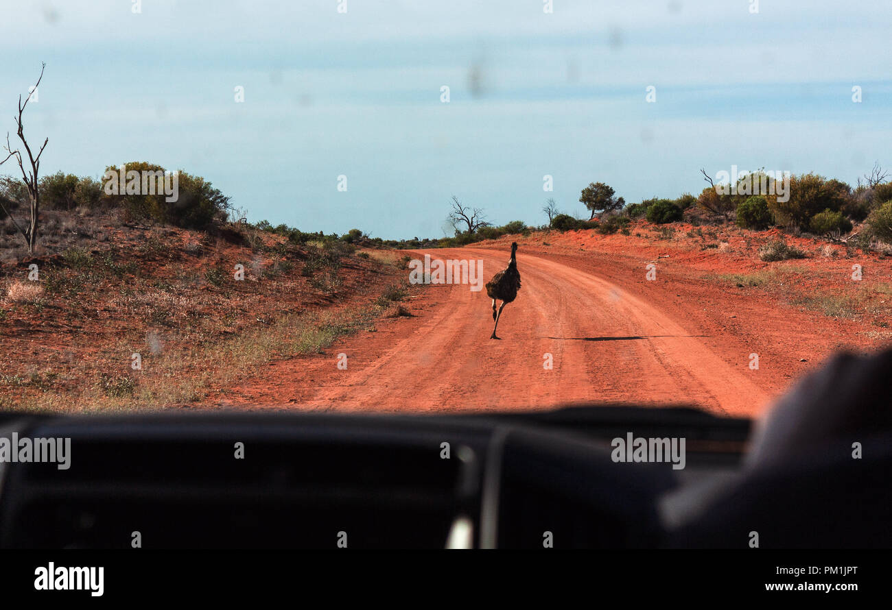 Running Emu from 4wd van in Outback Australia off road Stock Photo - Alamy