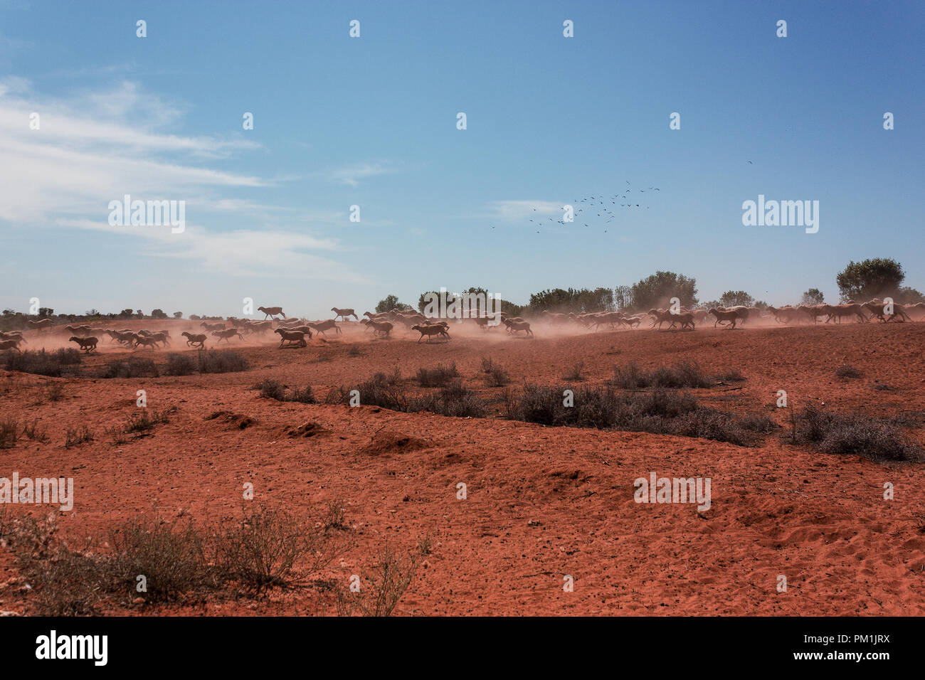 Group of sheeps running in Outback Australia Stock Photo - Alamy