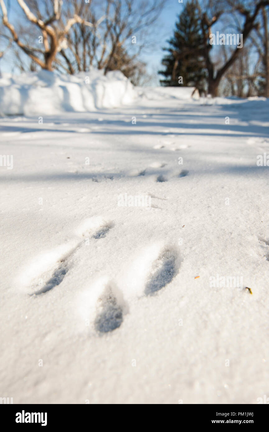 Foxholes hi-res stock photography and images - Alamy