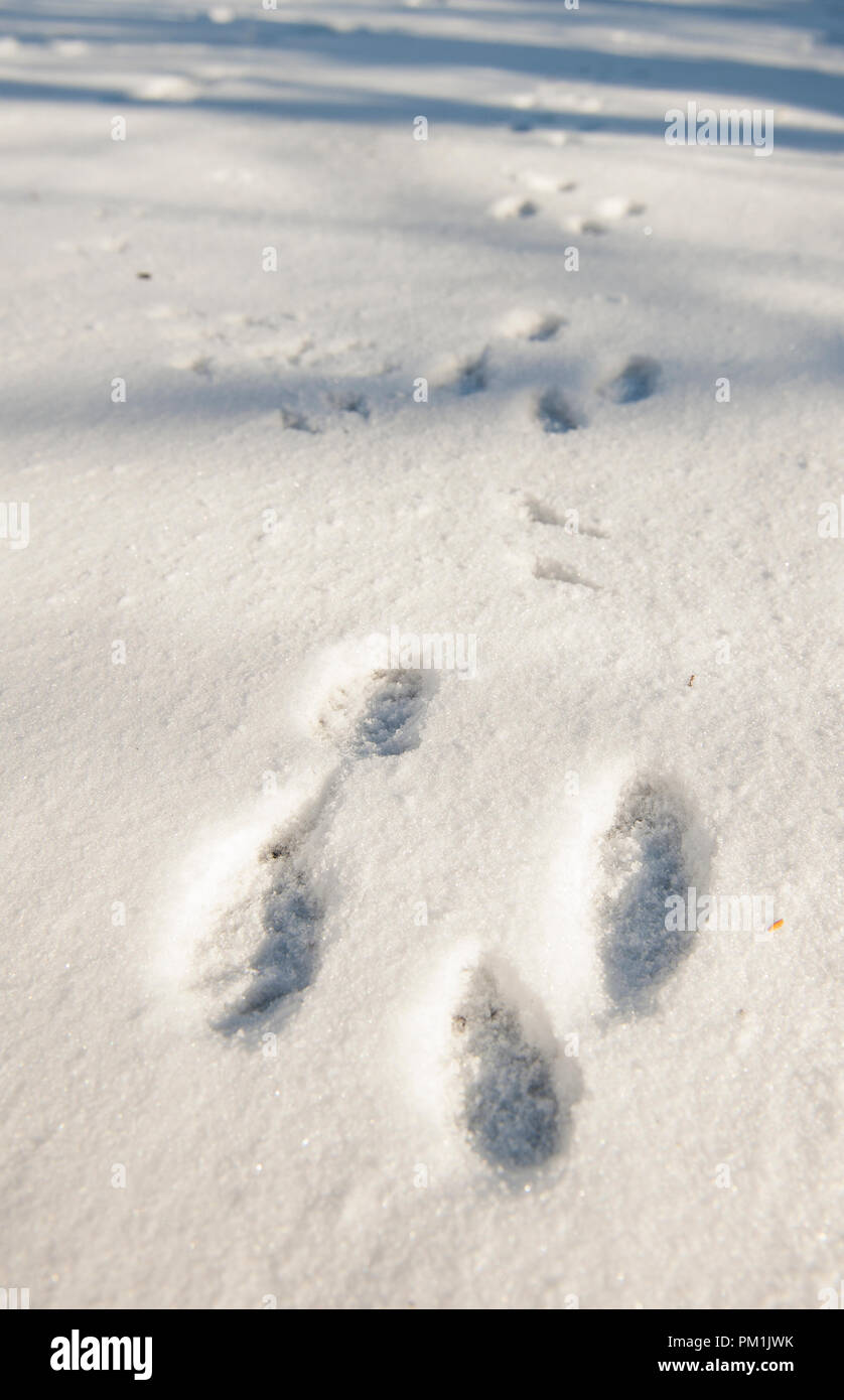 Bloody fox hi-res stock photography and images - Alamy