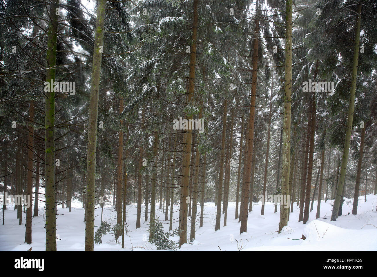 Warming forest temperature hi-res stock photography and images - Alamy