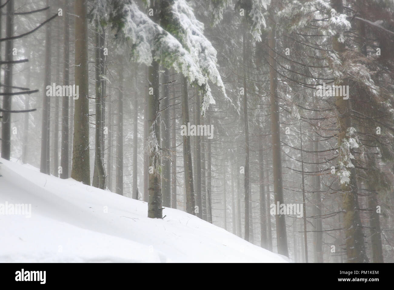 Snow-covered Black Forest in winter. Baden-württemberg, Germany Stock ...
