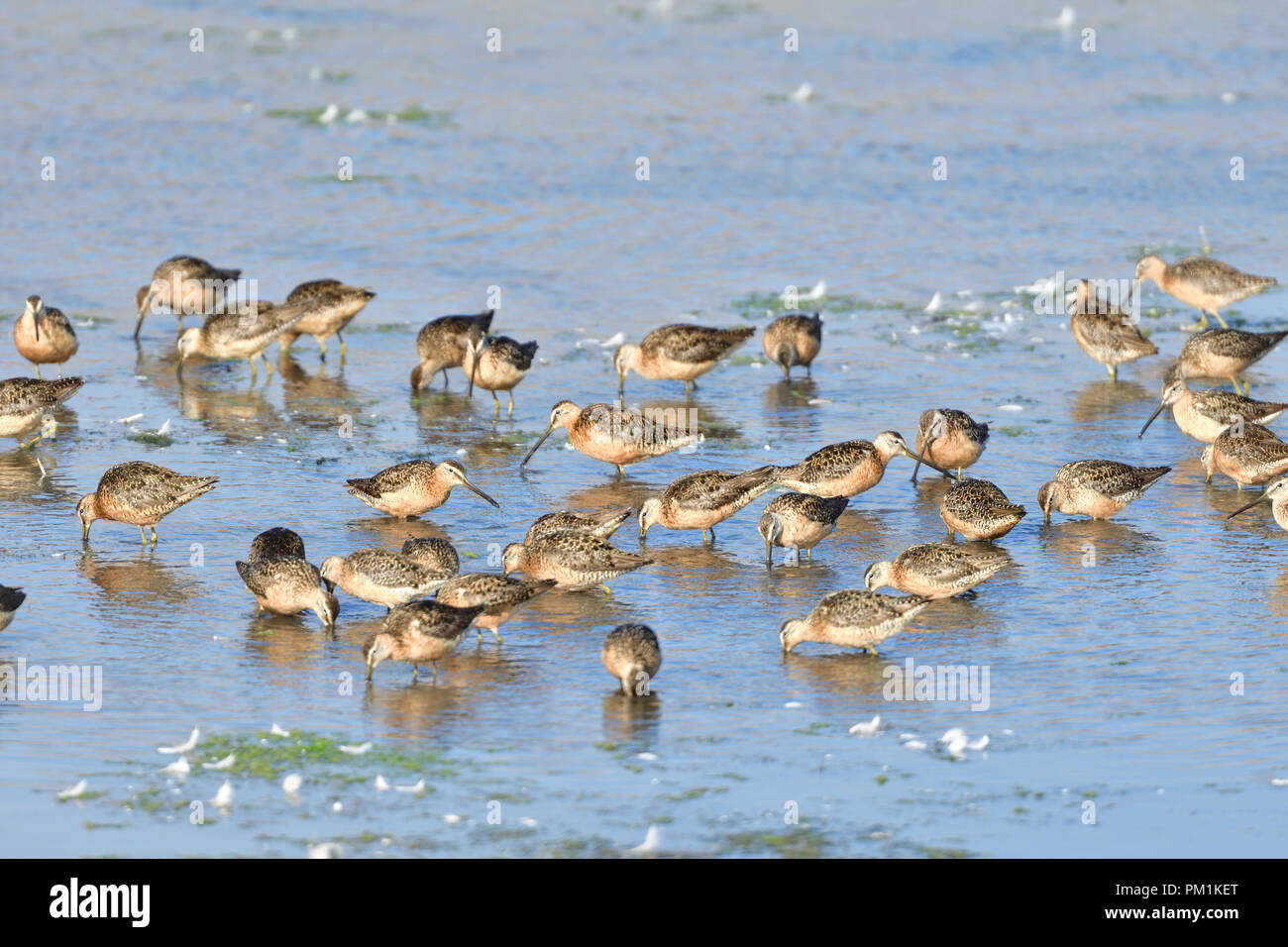 Sandpipers hi-res stock photography and images - Alamy