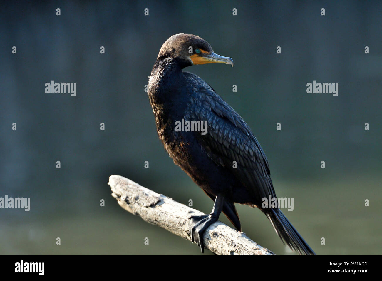 View double crested cormorant hi-res stock photography and images - Alamy
