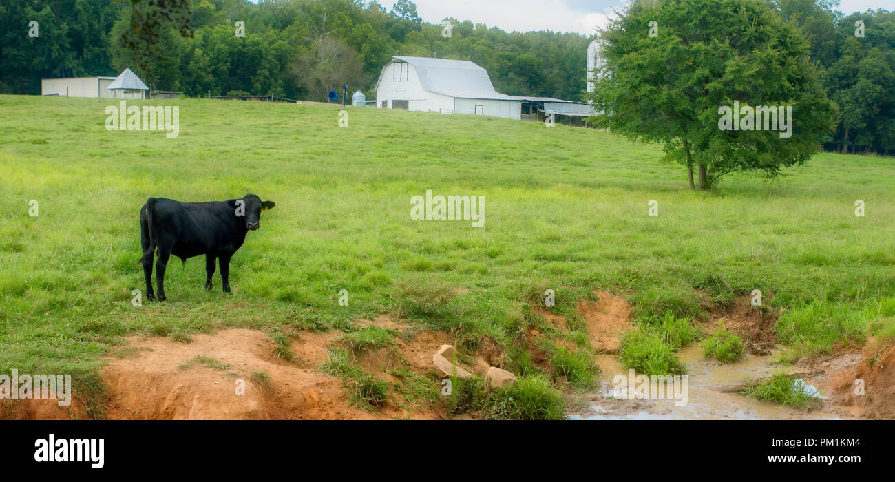 Cows grazing behind trees hi-res stock photography and images - Alamy