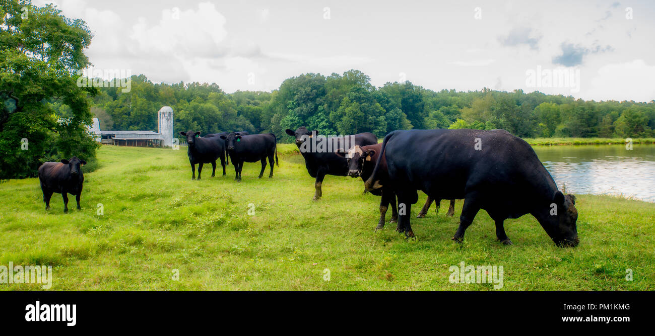 cows in pasture looking at photographer Stock Photo - Alamy