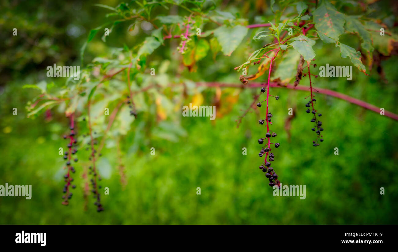 Close up branches red hi-res stock photography and images - Alamy