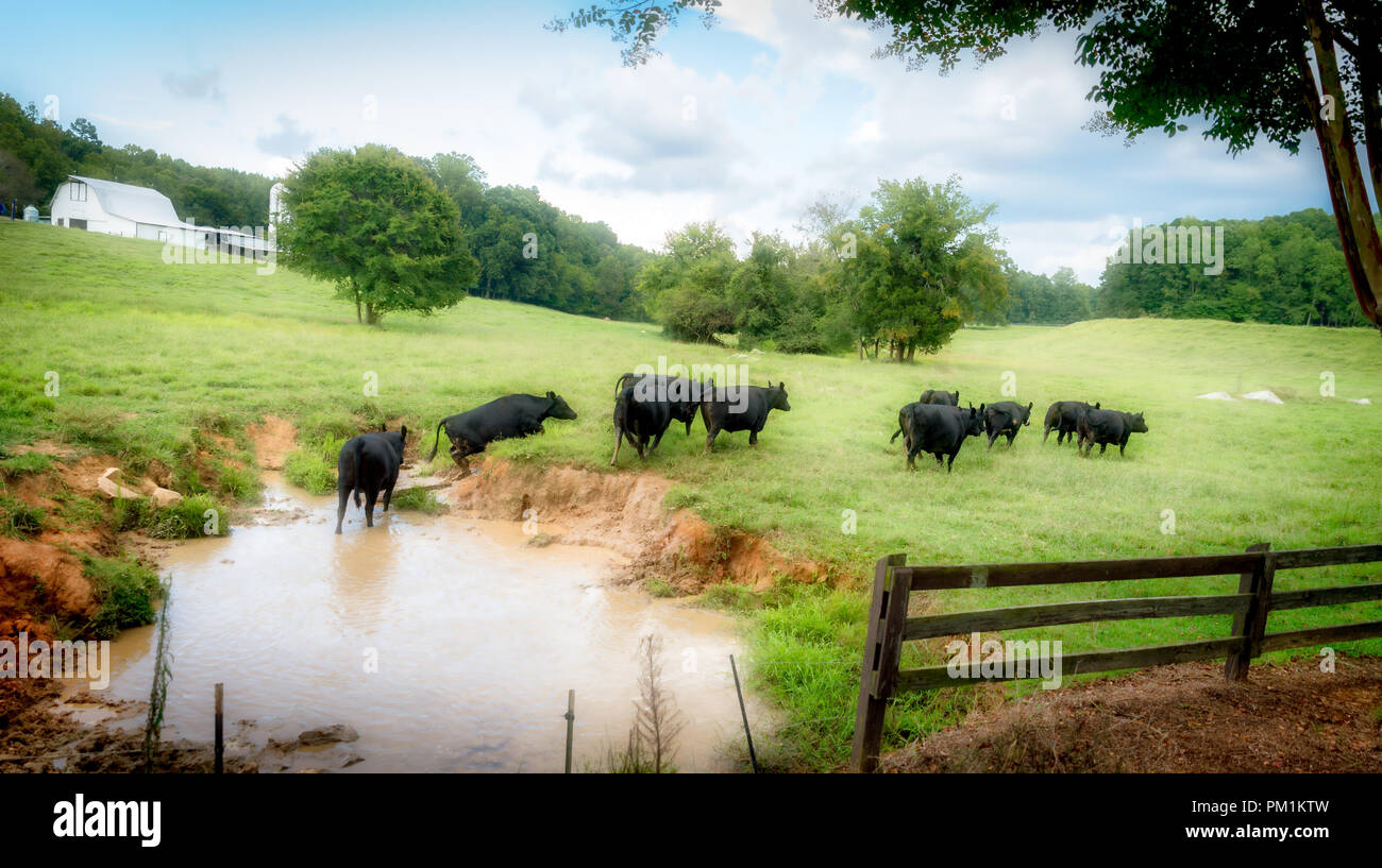 cows in pasture as they are leaving the watering hole Stock Photo - Alamy