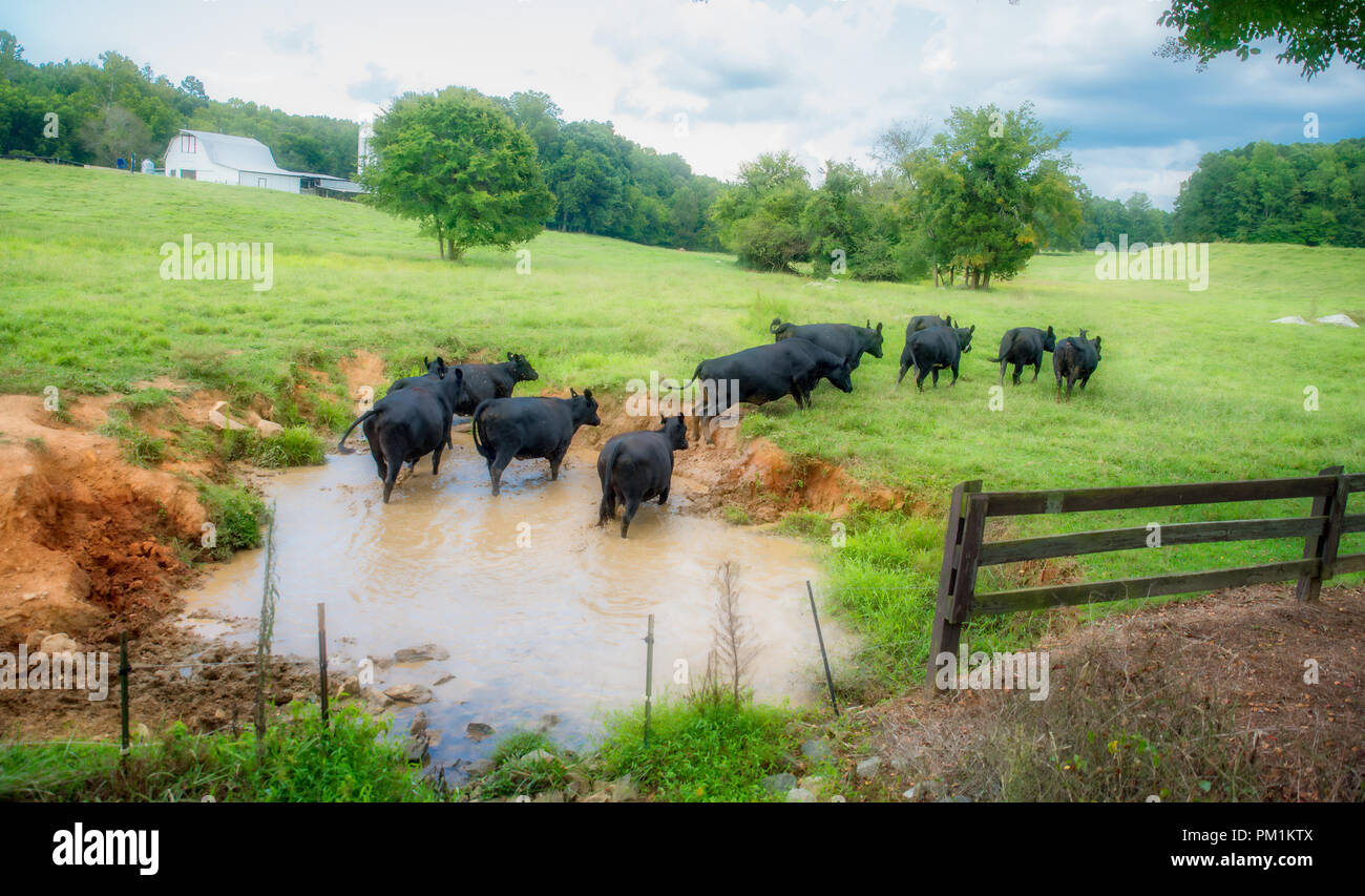 cows leaving water hole and walking through pasture Stock Photo - Alamy