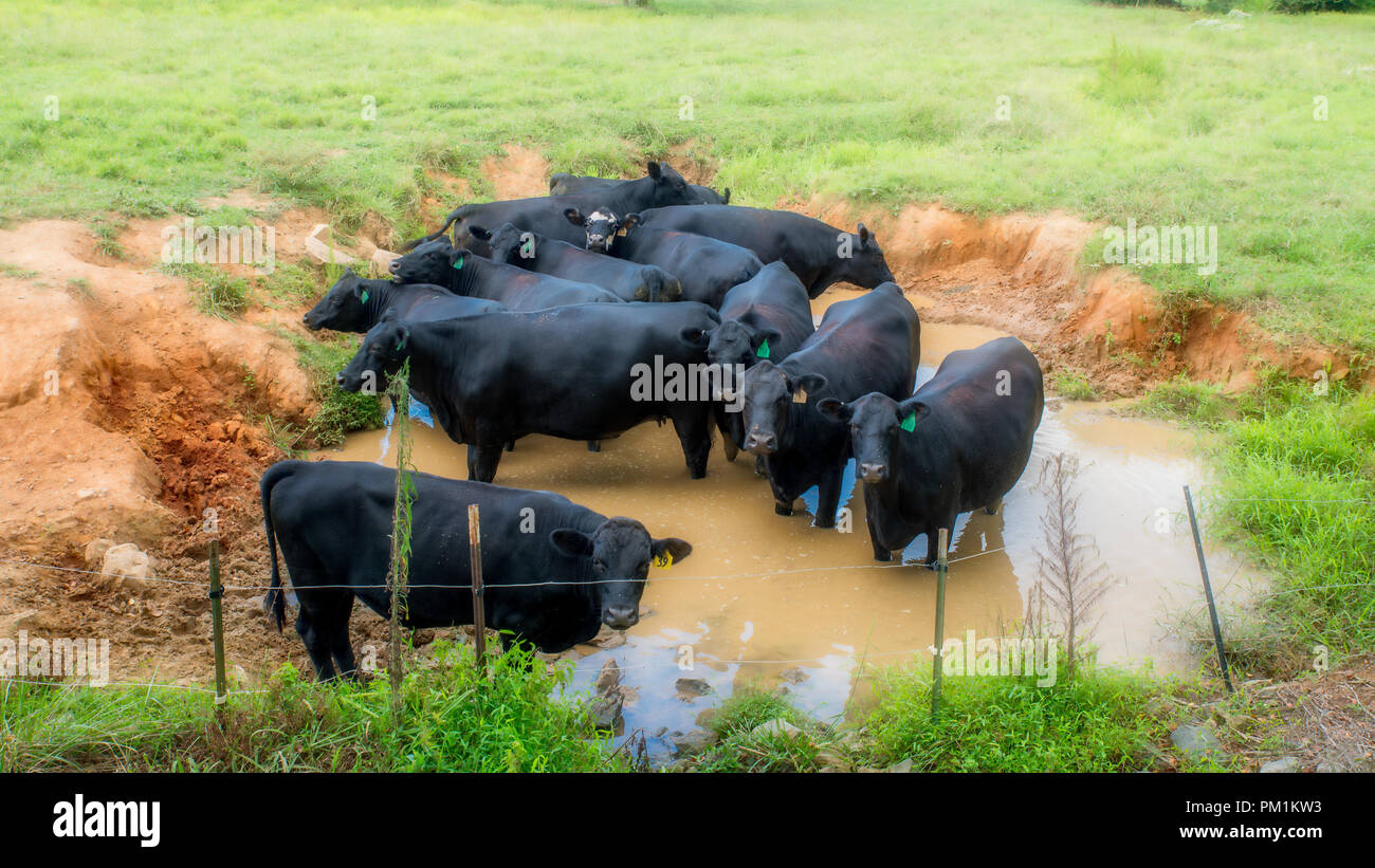 Black cows in pasture standing in water Stock Photo - Alamy