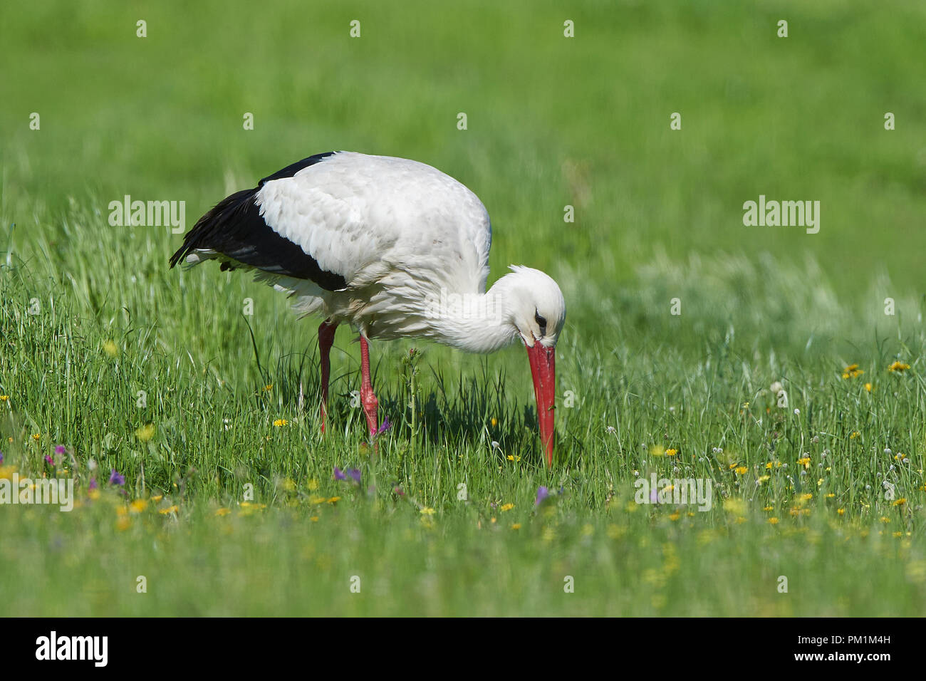 White stork looking for food in its habitat Stock Photo - Alamy