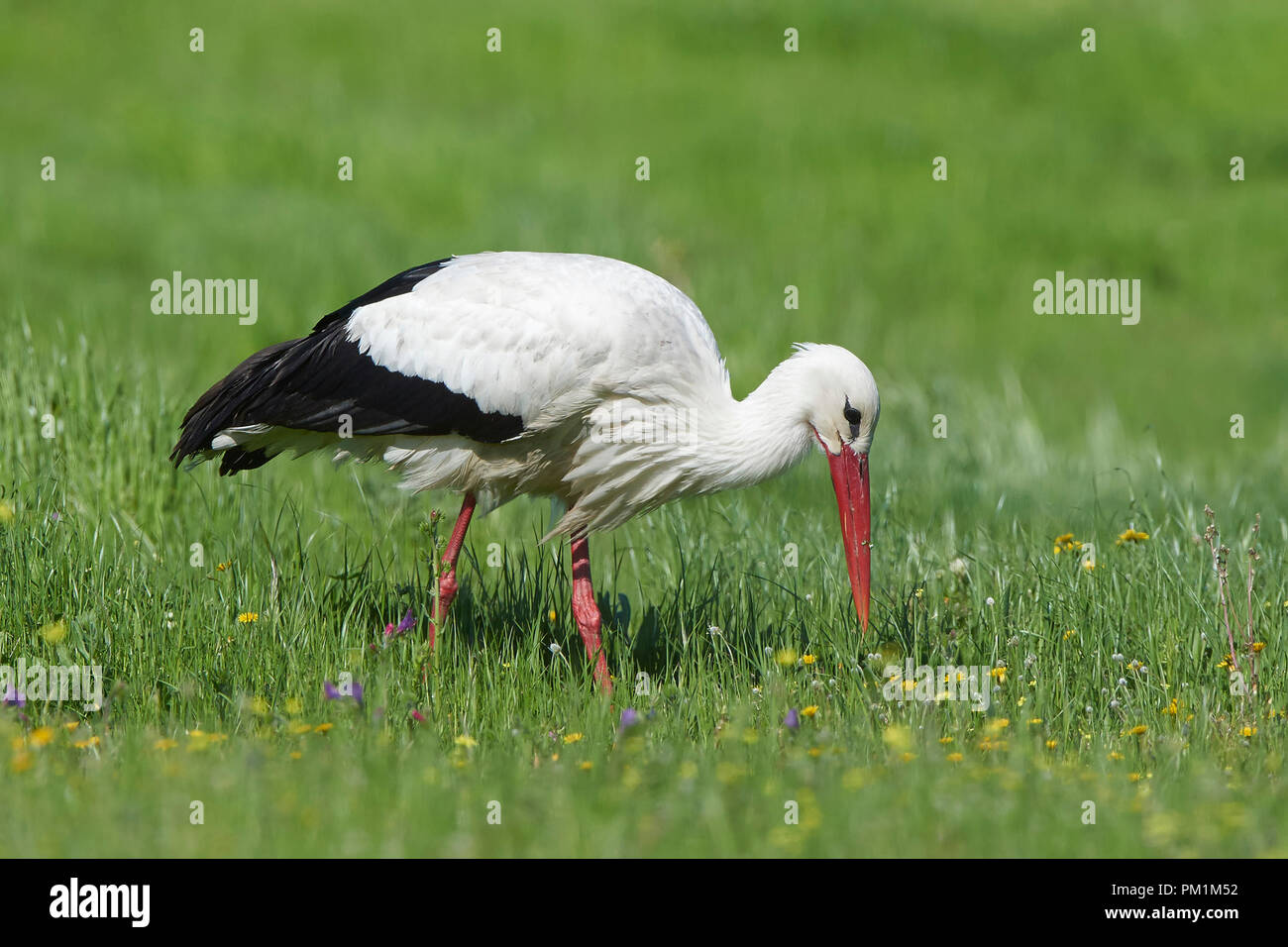 White stork looking for food in its natural habitat Stock Photo - Alamy