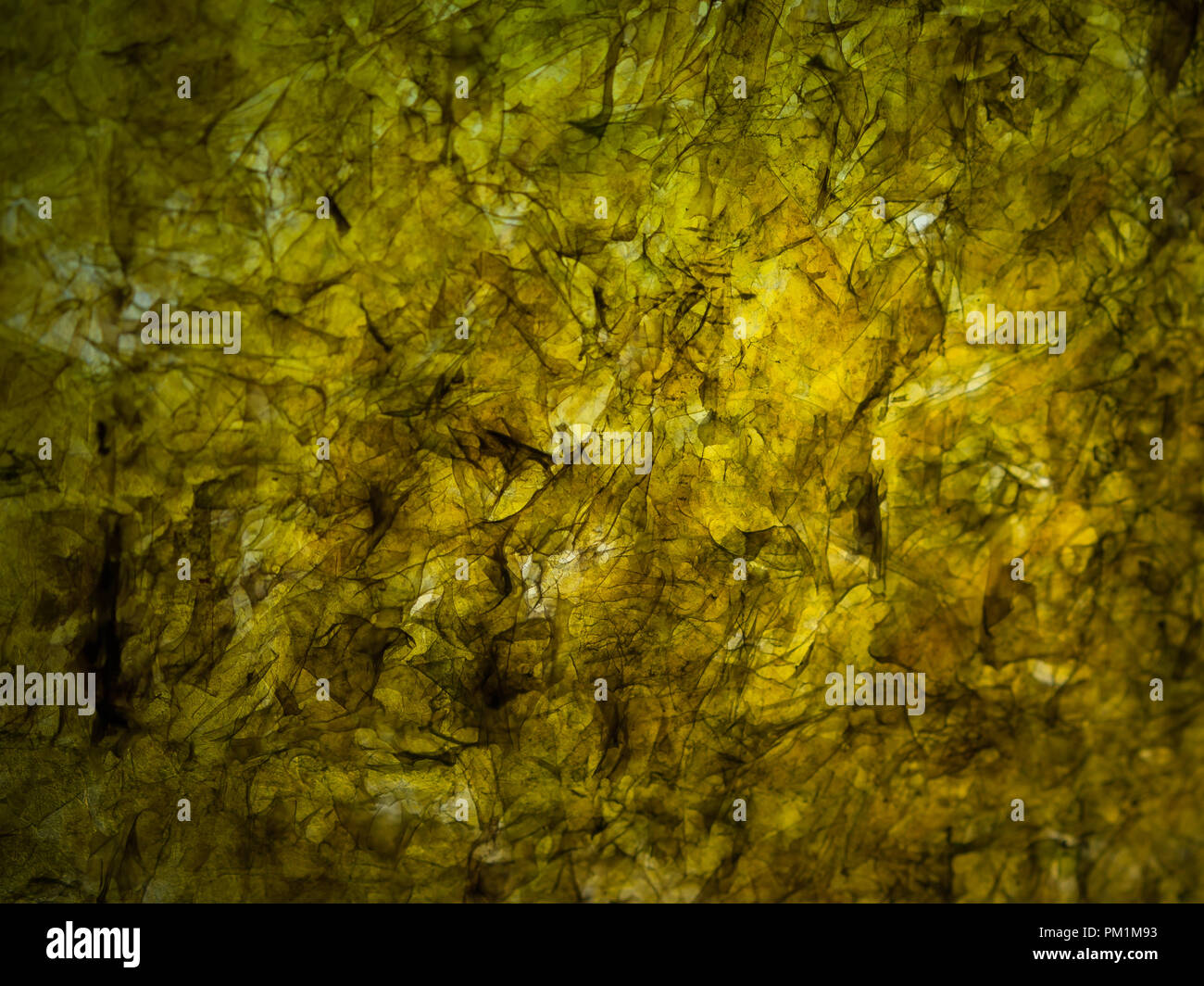 Dried Sheet Of Nori Seaweed, Japanese Cuisine Ingredient To Wrap Rolls ...