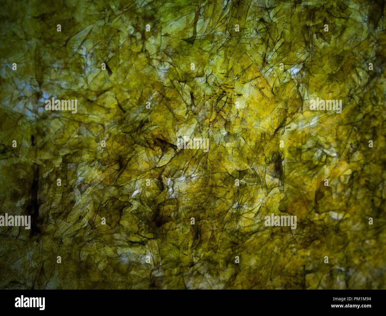 Dried Sheet Of Nori Seaweed, Japanese Cuisine Ingredient To Wrap Rolls ...