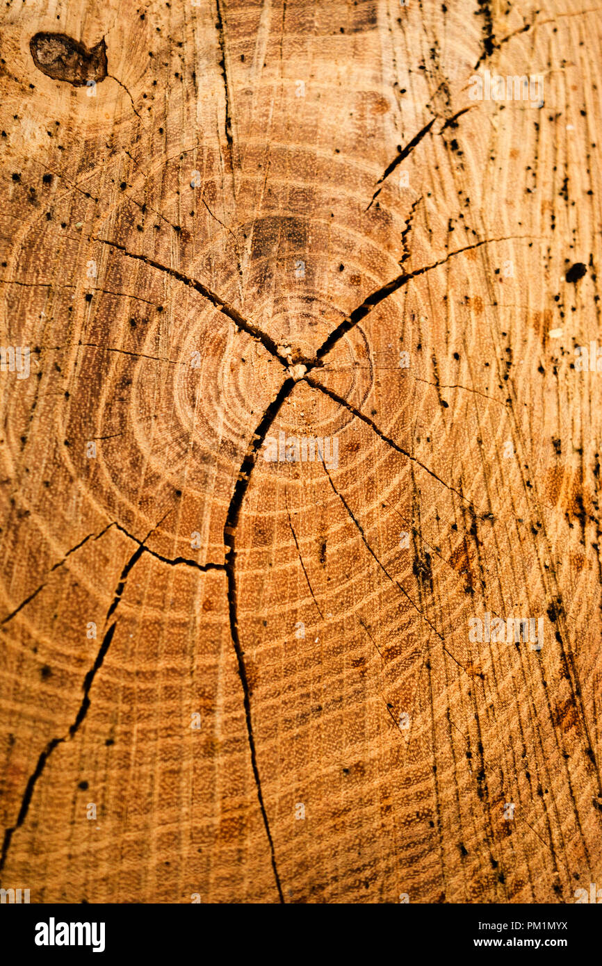 Wood rings hi-res stock photography and images - Alamy