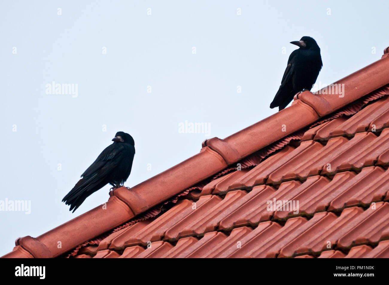 Two crows hi-res stock photography and images - Alamy