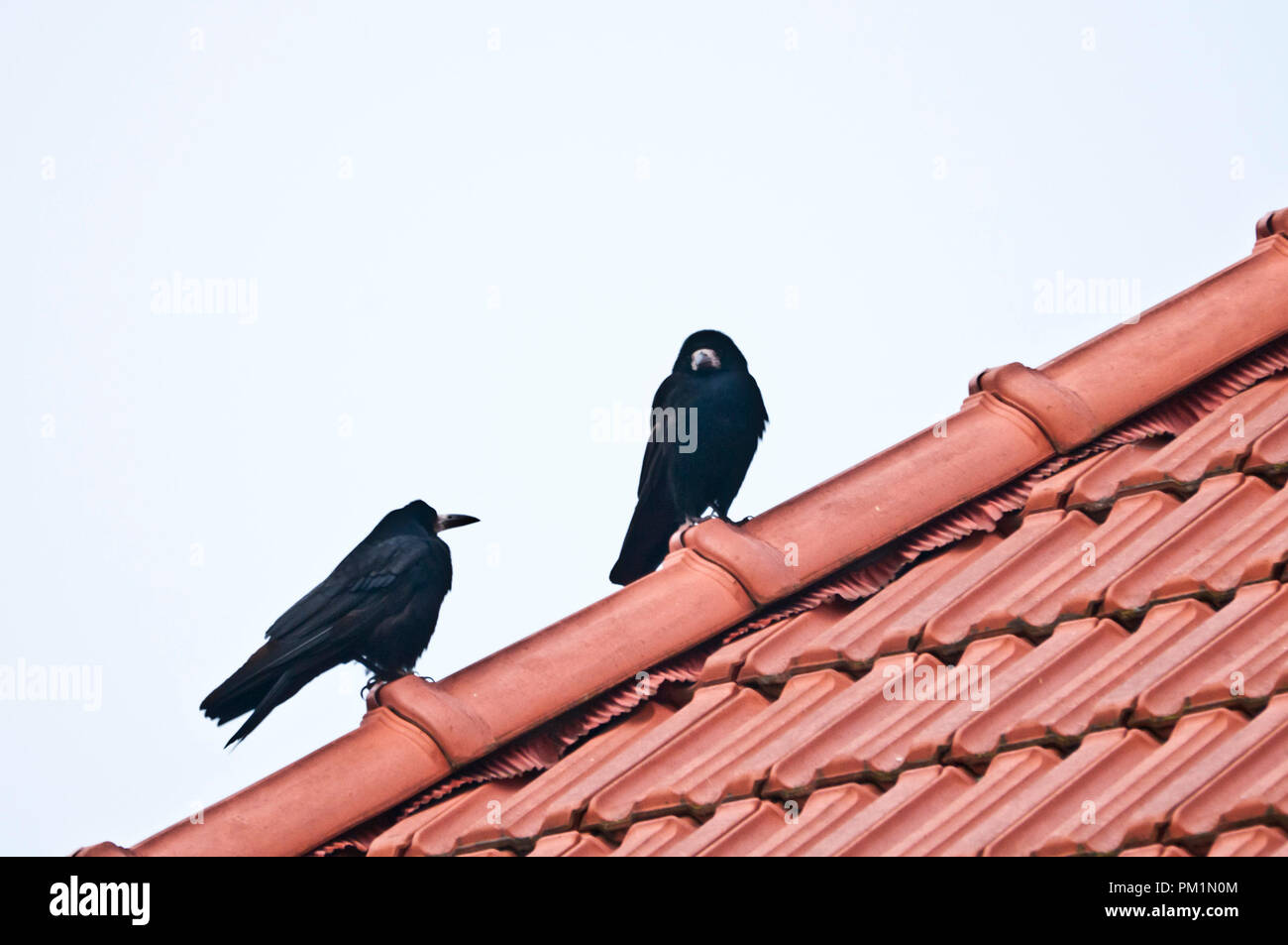 Two crows hi-res stock photography and images - Alamy