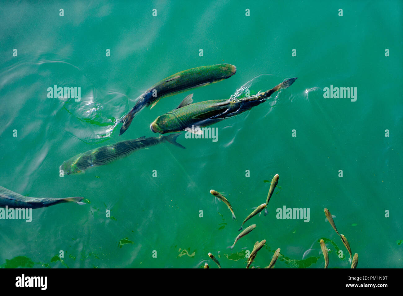 Fish swimming in teal green water Stock Photo - Alamy