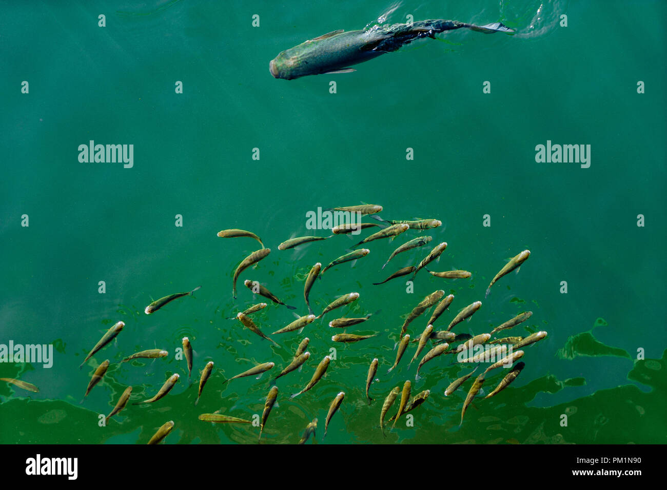 Teal and coral hi-res stock photography and images - Alamy