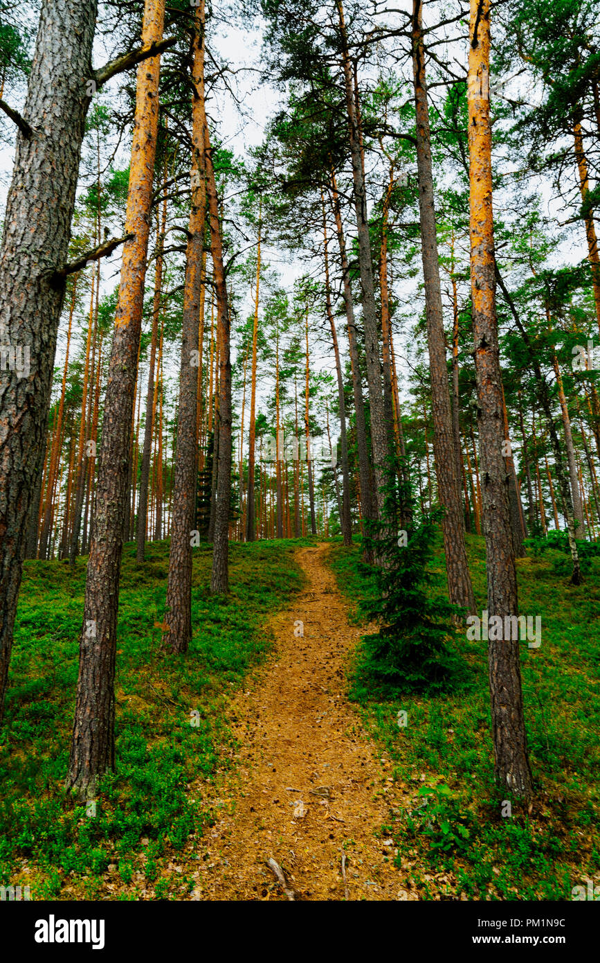 Path in the forrest with tall trees Stock Photo - Alamy