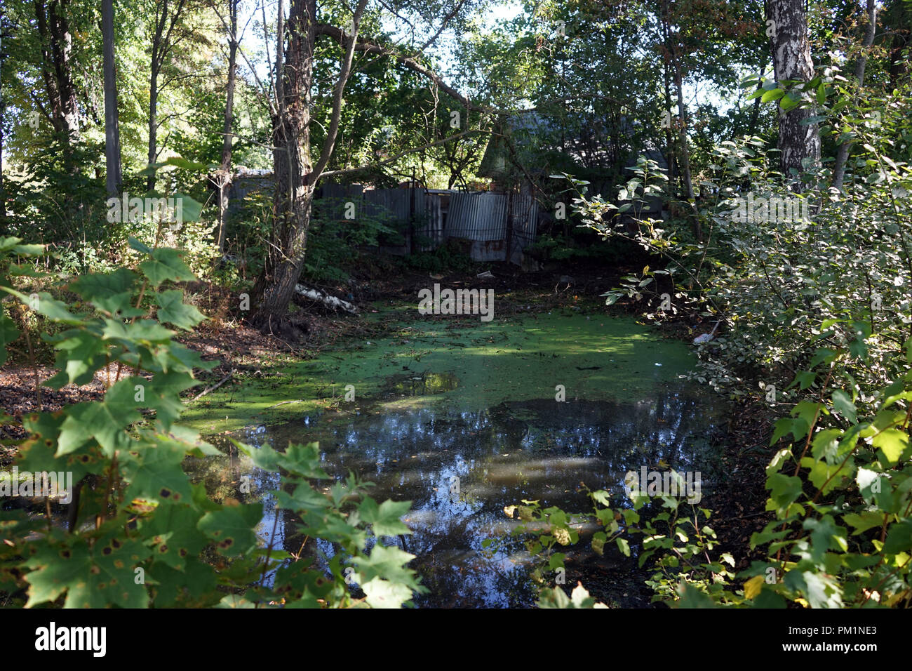 Small pond in the forest Stock Photo - Alamy