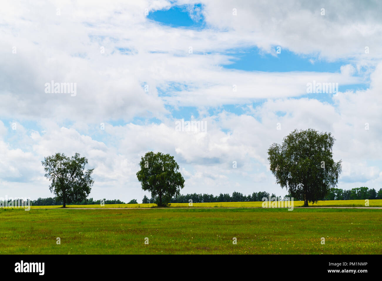 3 trees in a grass field Stock Photo - Alamy