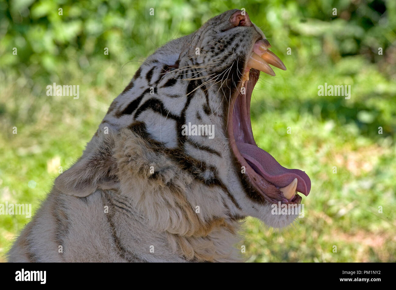 White tiger (Panthera tigris) Portrait // Tigre blanc Stock Photo - Alamy