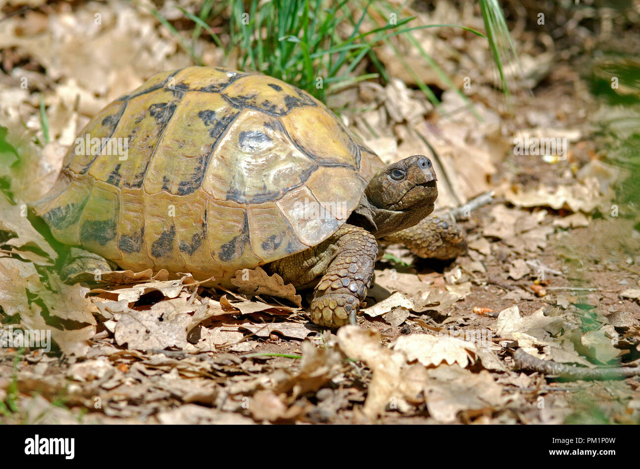 Hermani hi-res stock photography and images - Alamy