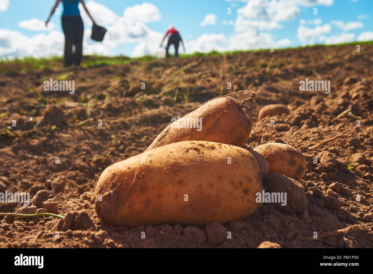 Fresh harvested potatoes on the field, dirt after harvest at organic ...