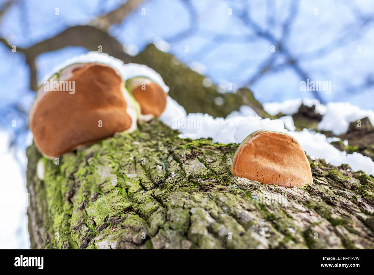 Oak tree fungus disease hi-res stock photography and images - Alamy