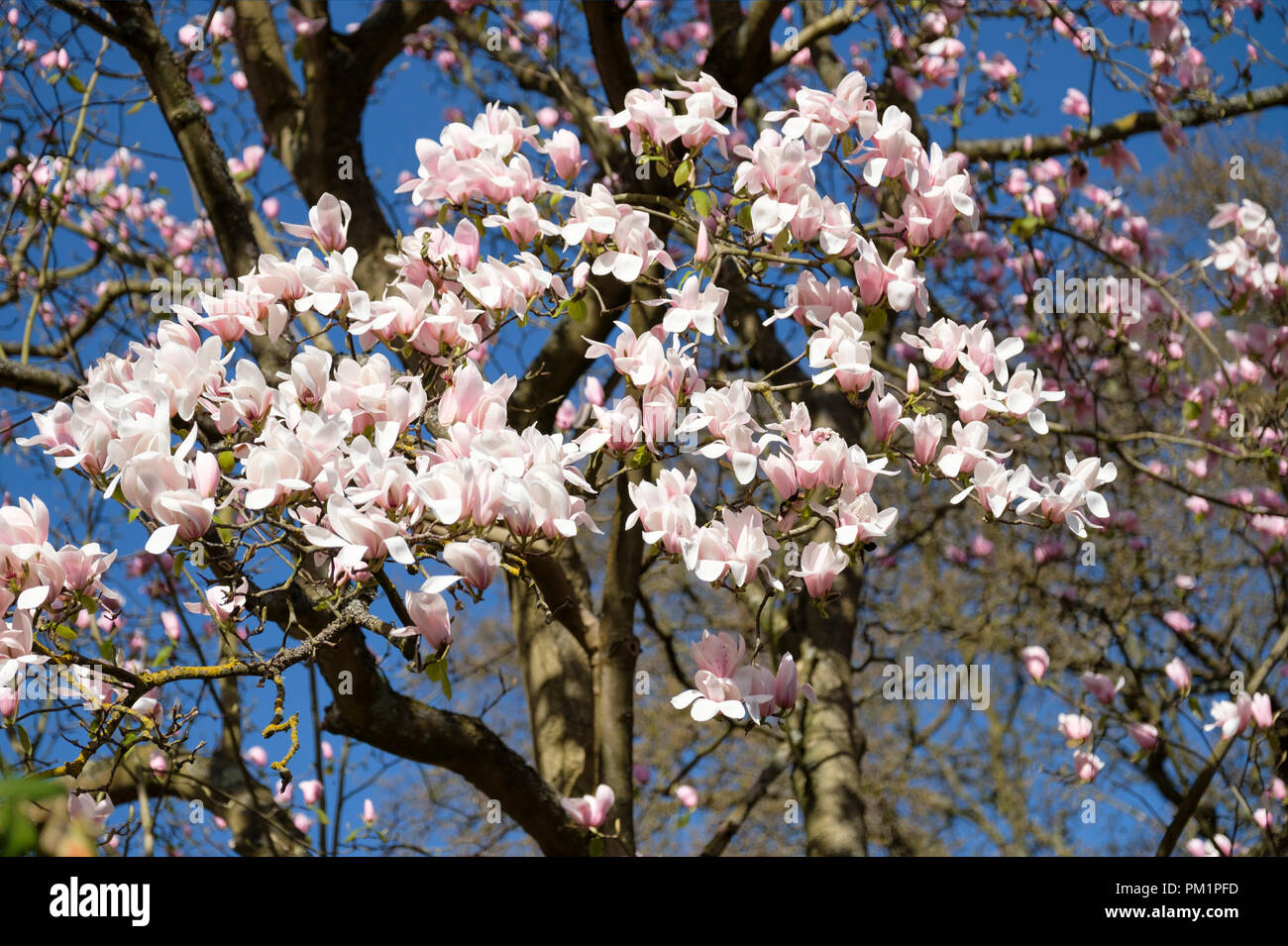 Pale pink flowers of Magnolia × veitchii 'Peter Veitch', Champion tree ...