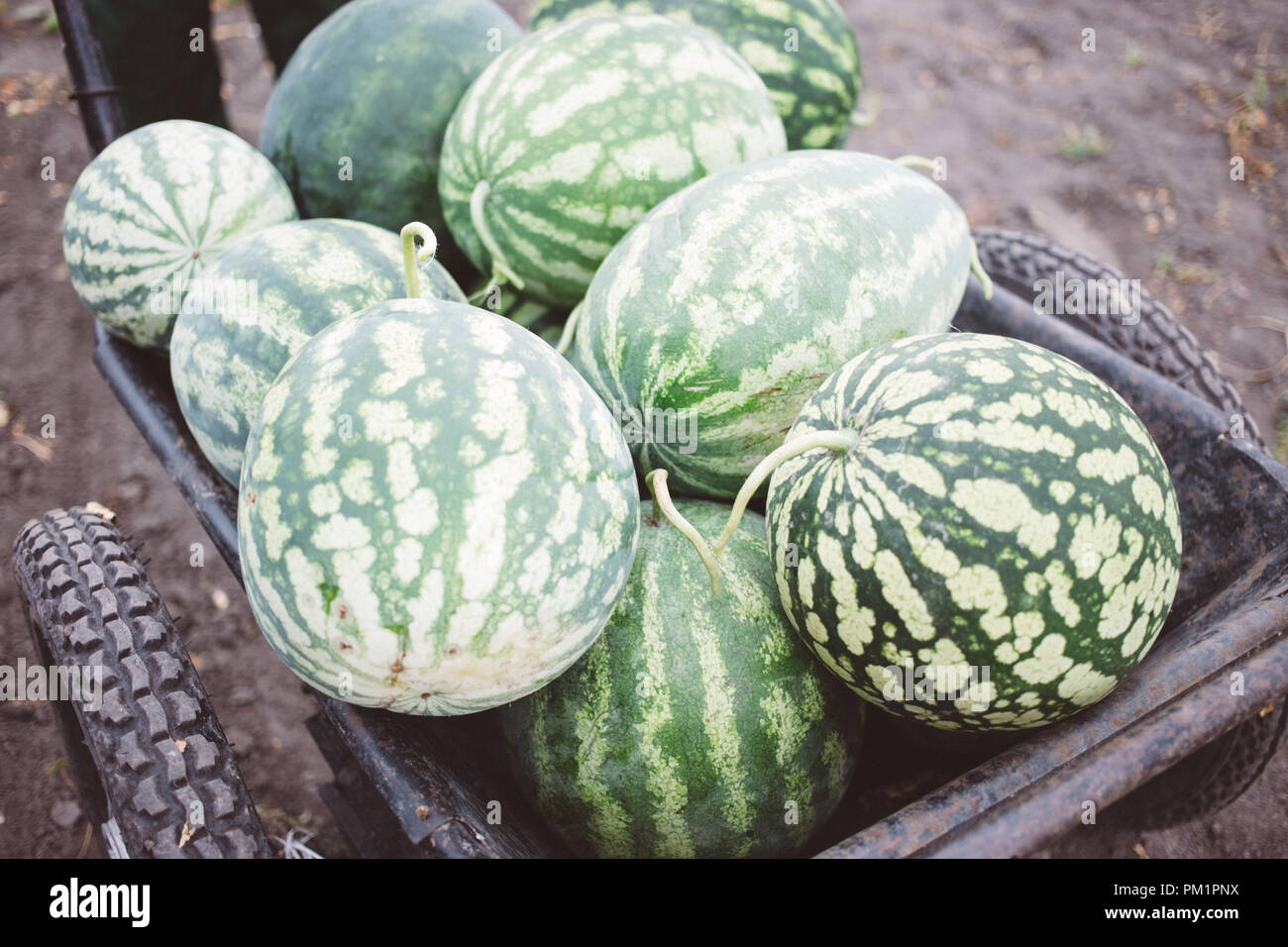 Watermelon wagon hi-res stock photography and images - Alamy