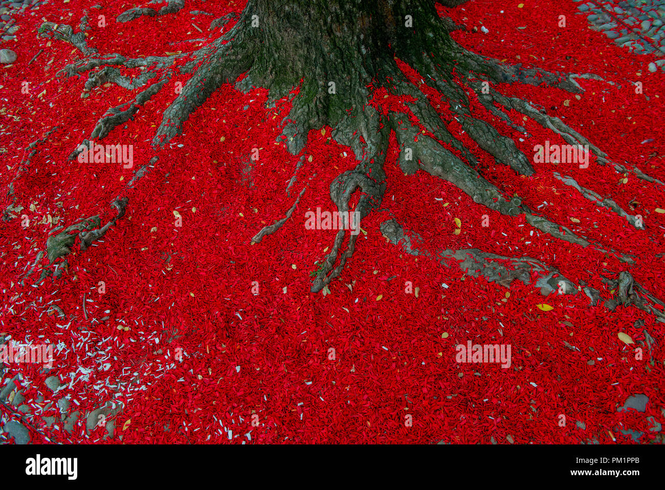 Tree masters hi-res stock photography and images - Alamy