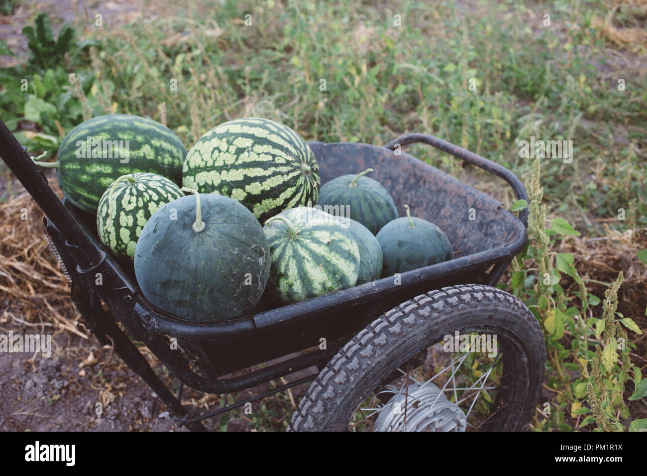 harvest of watermelons in a cart, harvest season Stock Photo - Alamy
