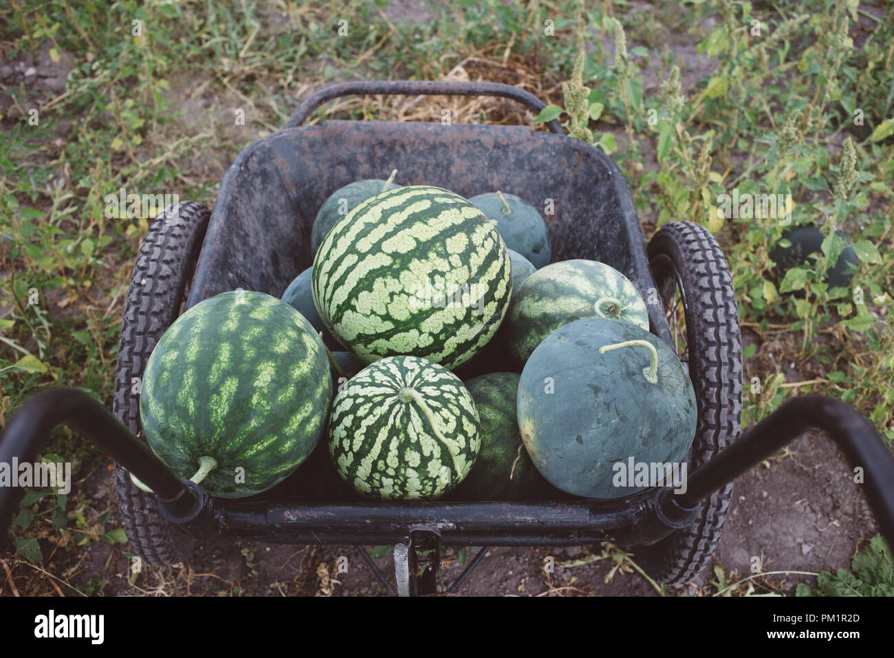 Watermelon wagon hi-res stock photography and images - Alamy