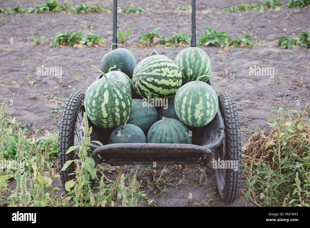 harvest of watermelons in a cart, harvest season Stock Photo - Alamy