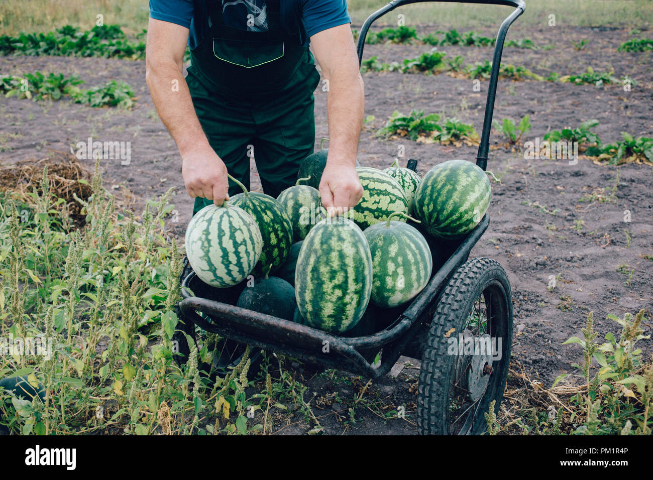 Watermelon wagon hi-res stock photography and images - Alamy