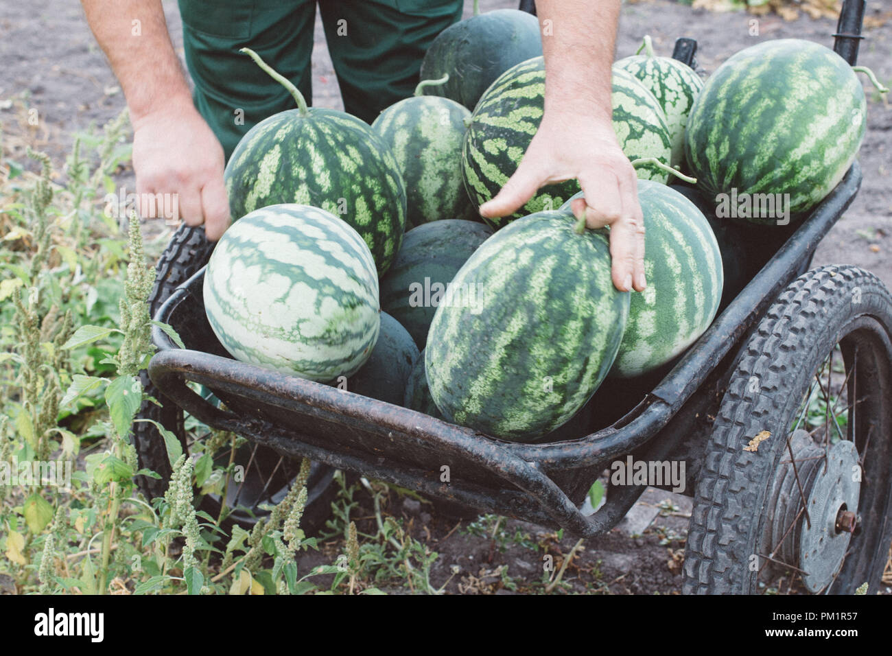 Watermelon wagon hi-res stock photography and images - Alamy