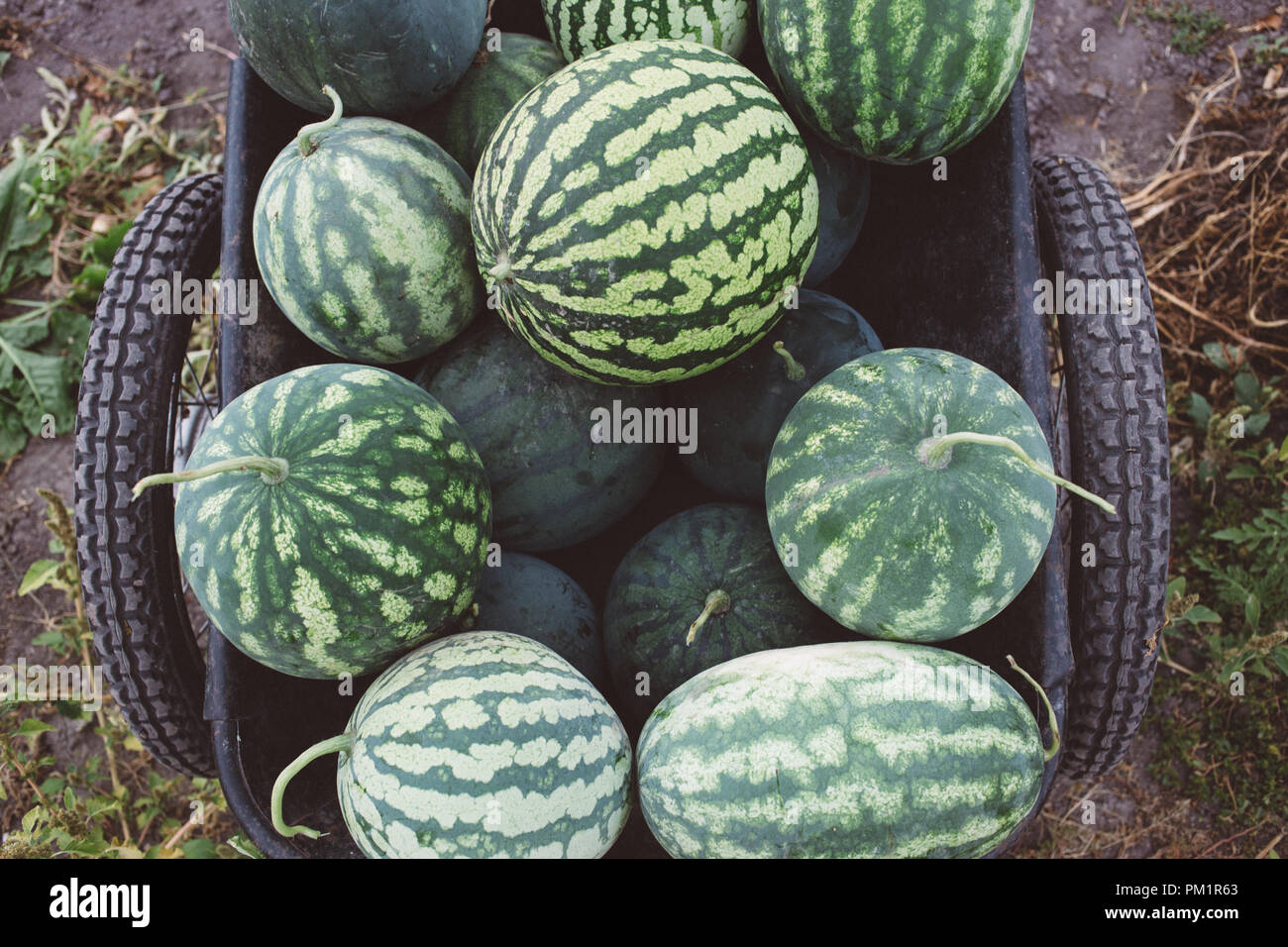 Watermelon wagon hi-res stock photography and images - Alamy